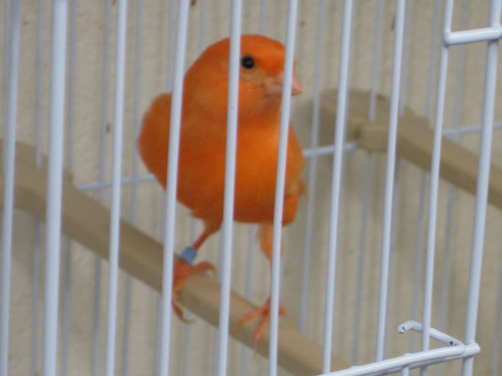Canary Tales: Dian's Spectacular Color Bred Canaries
