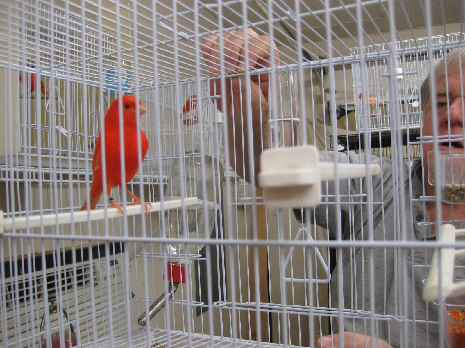 Canary Tales: Dian's Spectacular Color Bred Canaries