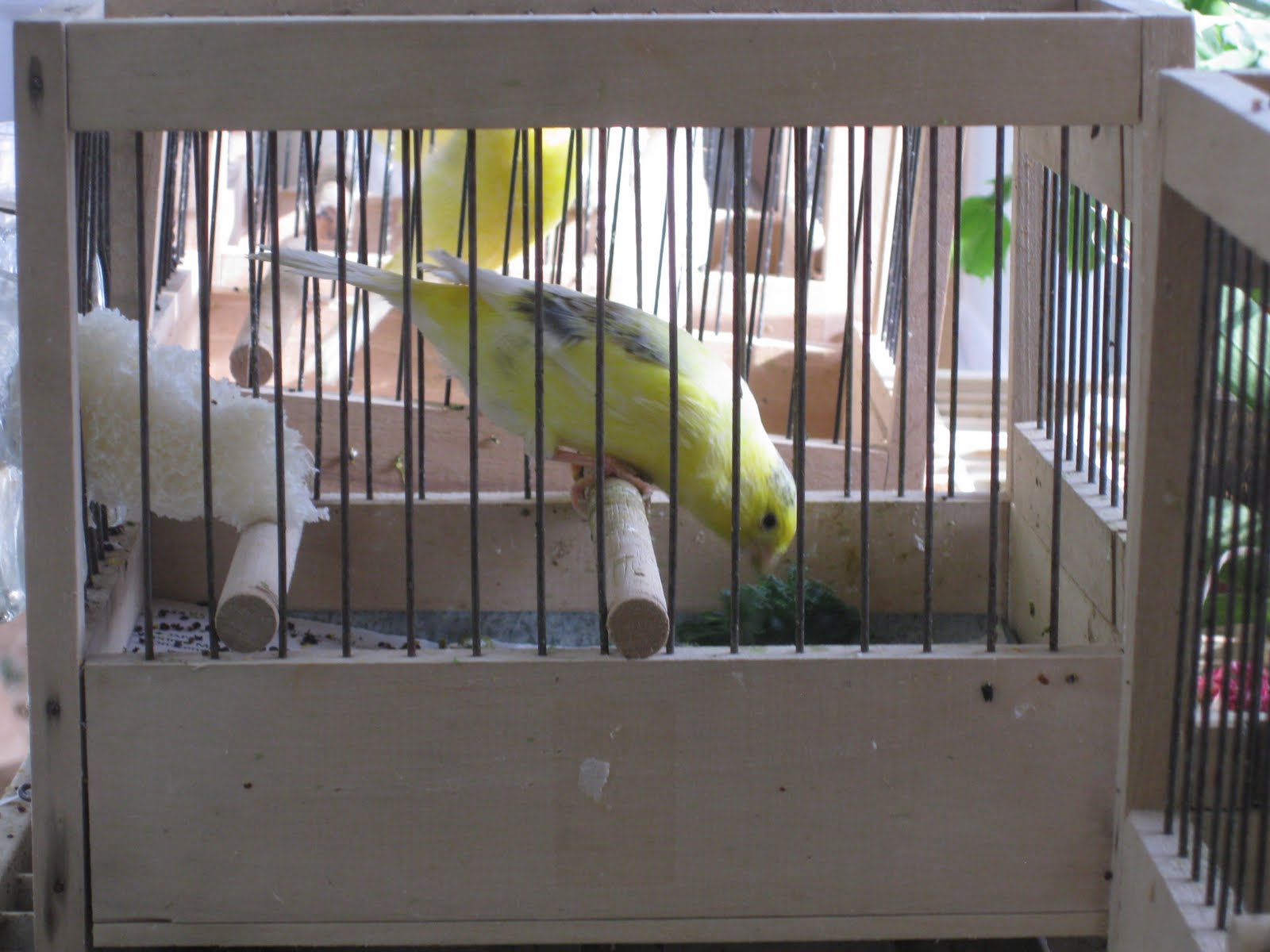 Canary Tales: Good Looking German Roller