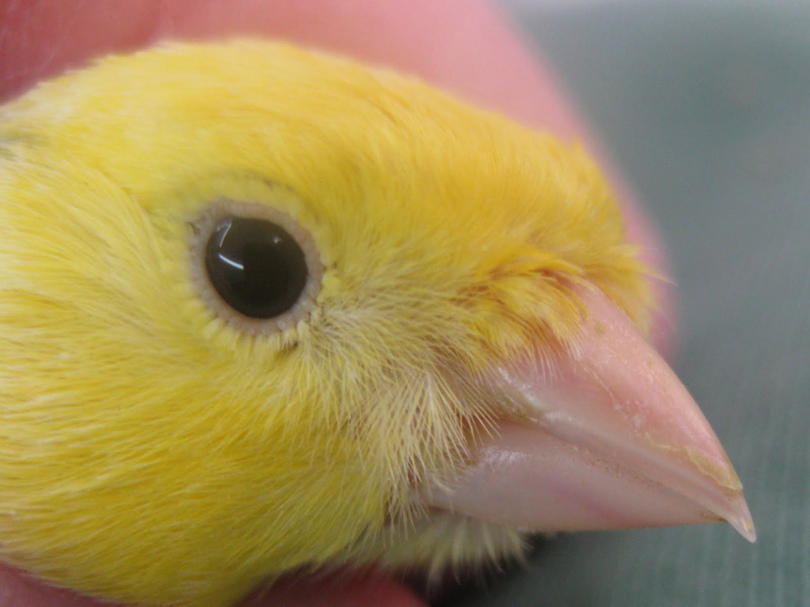 Canary Tales: Subtleties