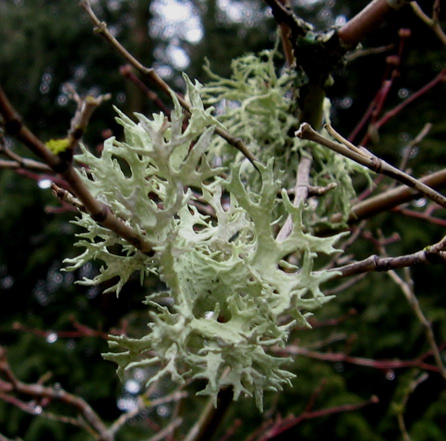 Perfume Project NW: OAKMOSS: THE REAL THING