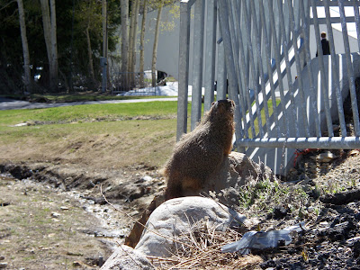 Meghans Adventures: MARMOTS AND POTGUTS (UINTA GROUND SQUIRREL)