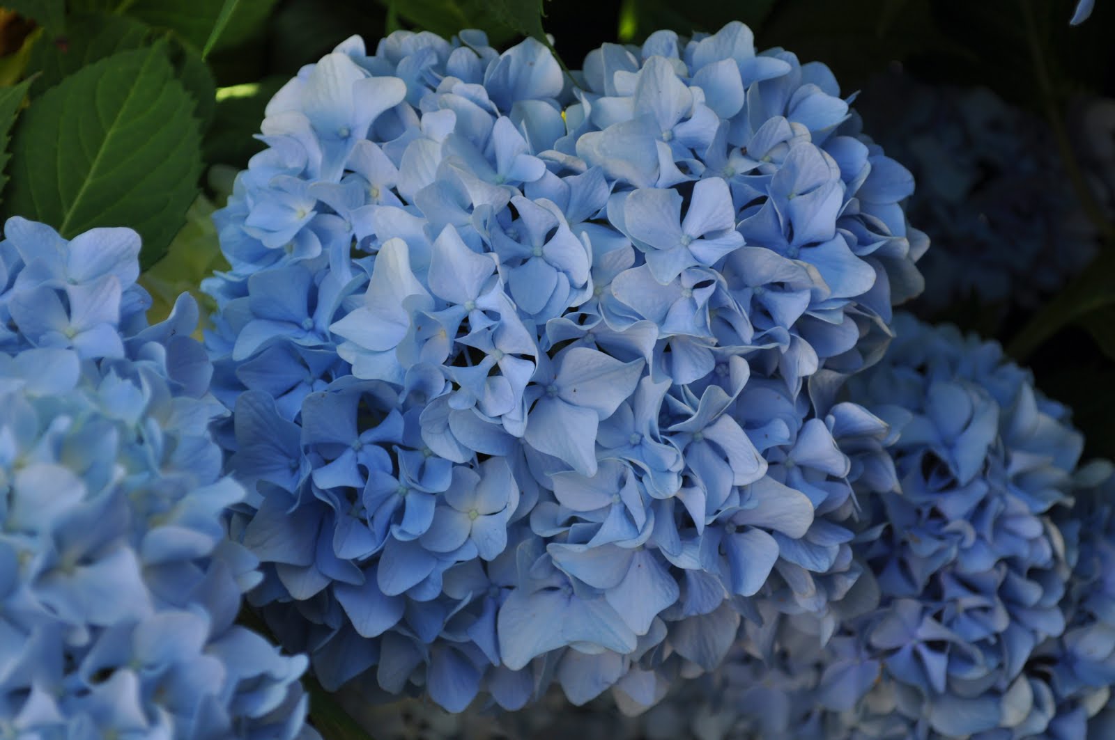 The Country Diary of a Southern Lady: Rhapsody In Blue