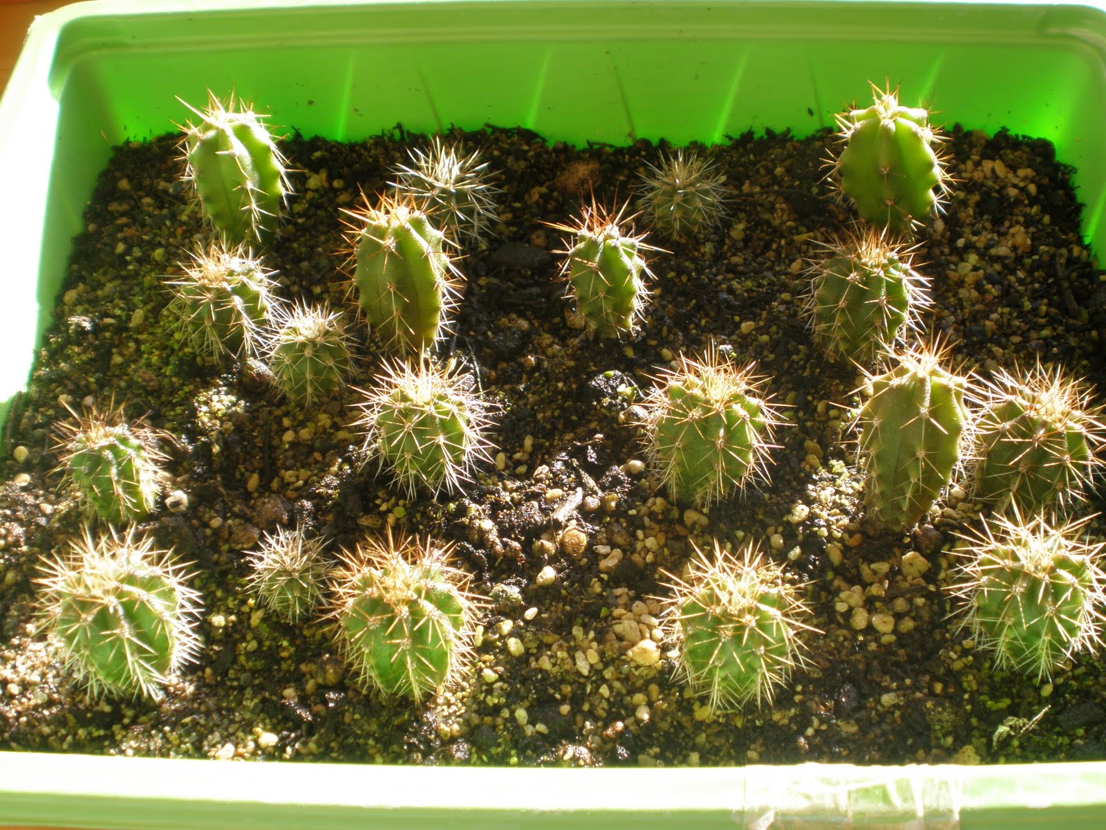 Home Entheogen Cultivation: Trichocereus Bridgesii & Trichocereus ...