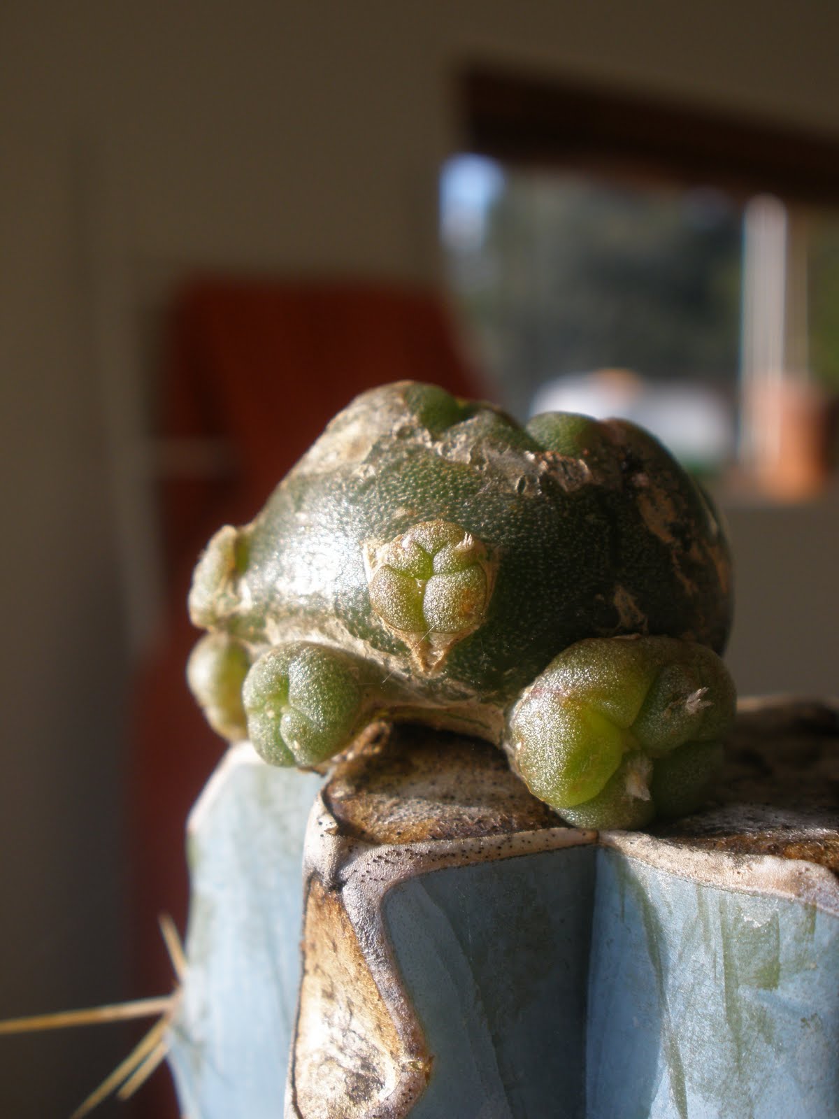 Home Entheogen Cultivation: Pilosocereus Azureus & New Peyote Graft