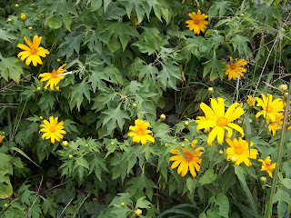 Pertanian: Pupuk Hijau Tithonia diversifolia