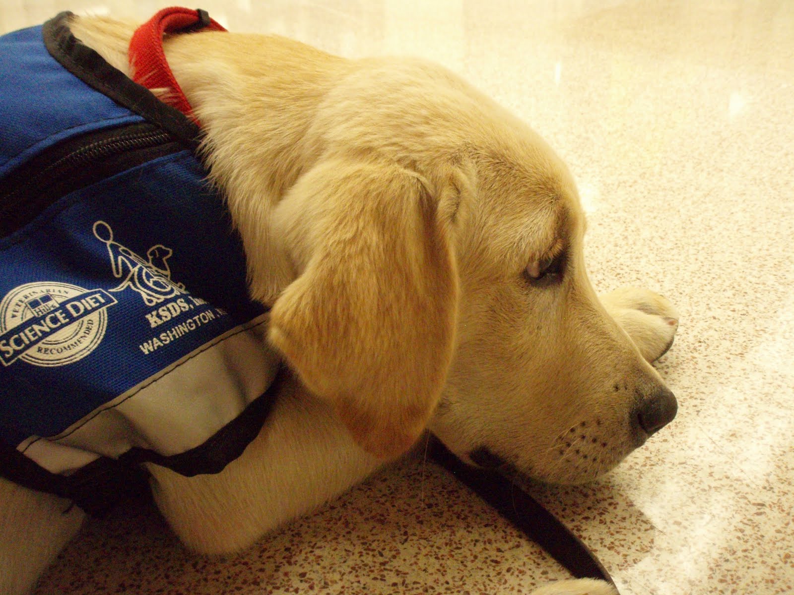 Ansel: The Life and Times of a CCI Service Dog: Assistance Dog ...