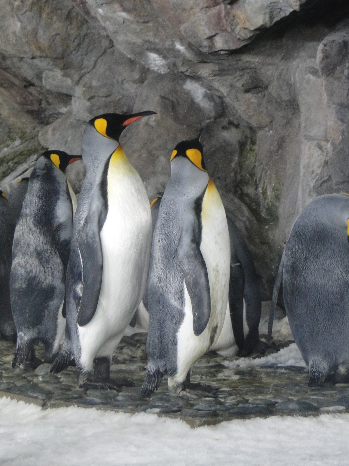 HONEYMOON!!: Kelly Tarton's Antartic Encounter & Sky City Grand Hotel