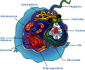 Science 101 BIOLOGY: Eukaryotic Cells