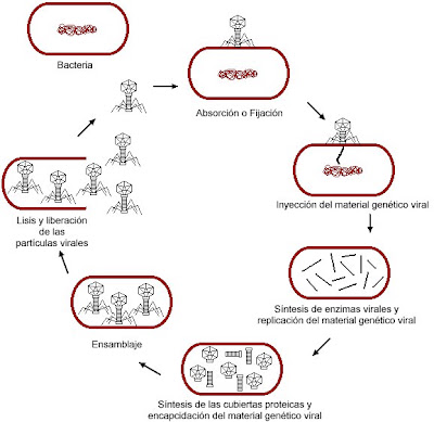 DNABiology: Los Bacteriofagos