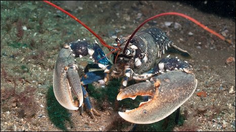 Scuba Diving Blog by Neutral Dive Gear: Divers' Shellfish Code ...