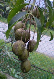 彩虹之路: "巴隆隆" Buah Long Long
