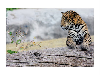 biodiversidad en tabasco