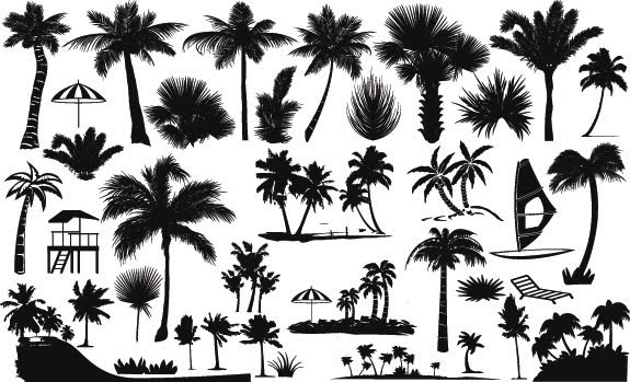 Palmeras vectorizadas - Imagui