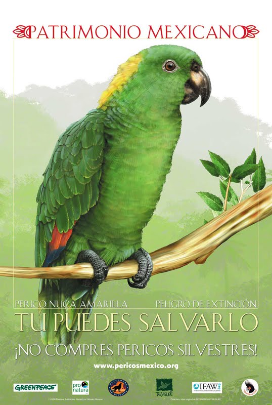 Imagenes de pericos animados - Imagui