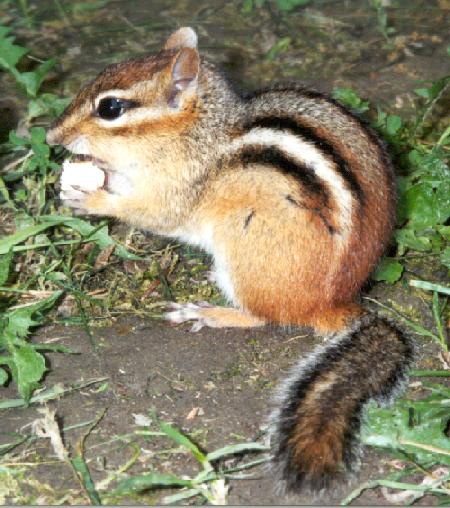 PESONA ALAM SATWA: Tupai : Pencinta Buah Kenari