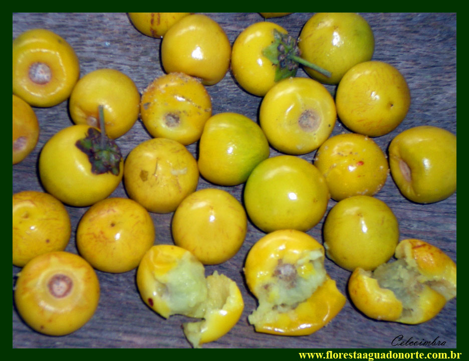 Floresta Água do Norte: Fruto Nativo da Amazônia - Muruci da Praia