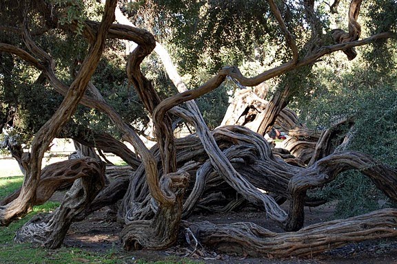 Southern California 2012: Palisades Park: Santa Monica