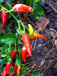 Il giardino delle idee: Il peperoncino ci aiuta a dimagrire: il segreto ...