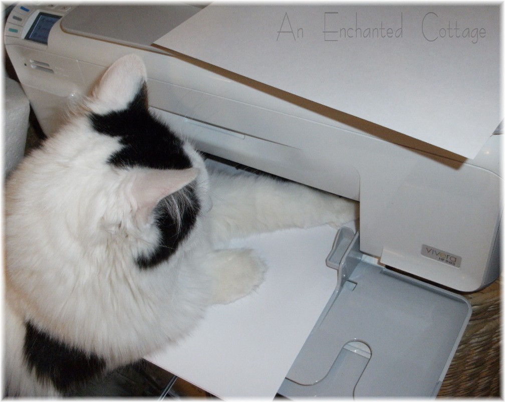 An Enchanted Cottage: The cat who stole Christmas...