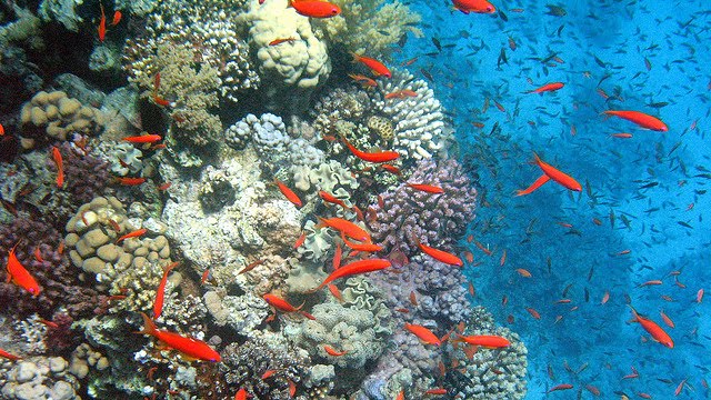 World's Natural Wonders: Red Sea Reef