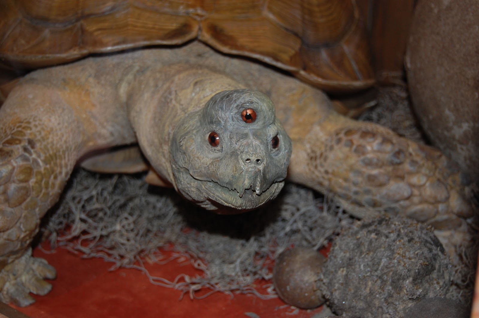 The Malone's Ultimate Fieldtrip: Weekend in San Antonio Texas - Friday