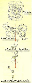 Ciencialandia: El Gen