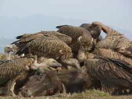 My Temple of Nature: Voracious Vulgar Vultures