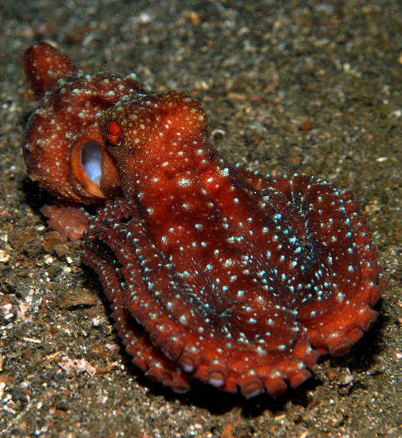 My Temple of Nature: Opining Octopods