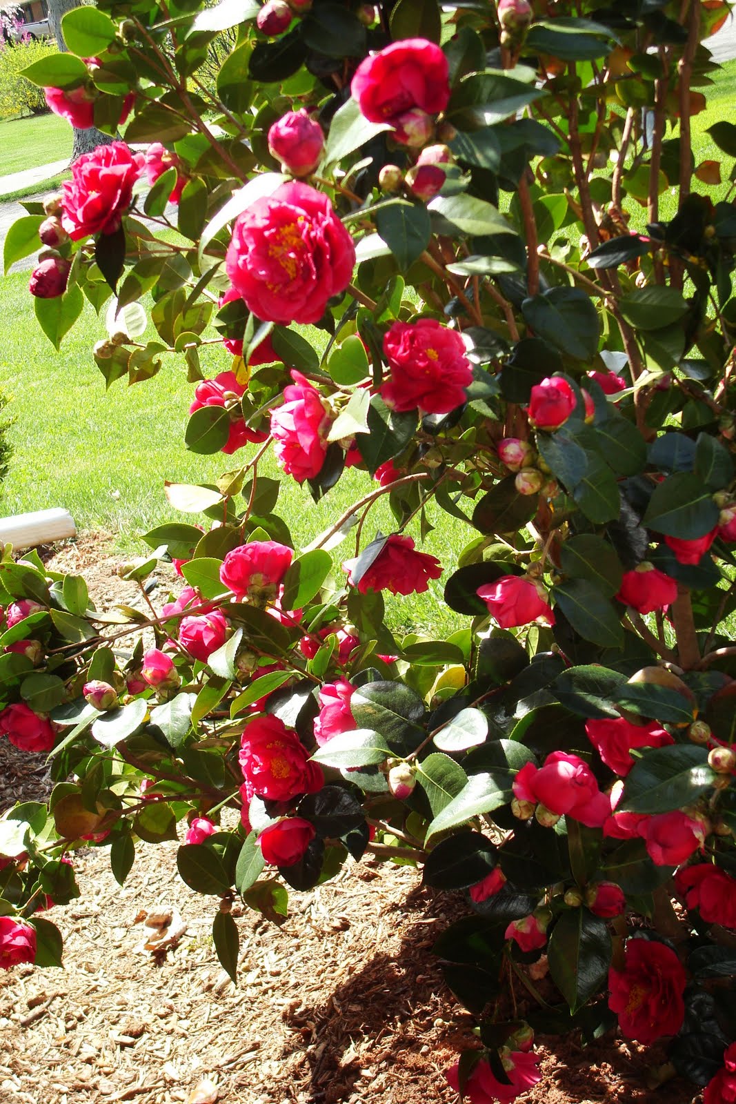 Flowers and Nature in my Garden: Camillia Flowers and Nature in my Garden: Camillia