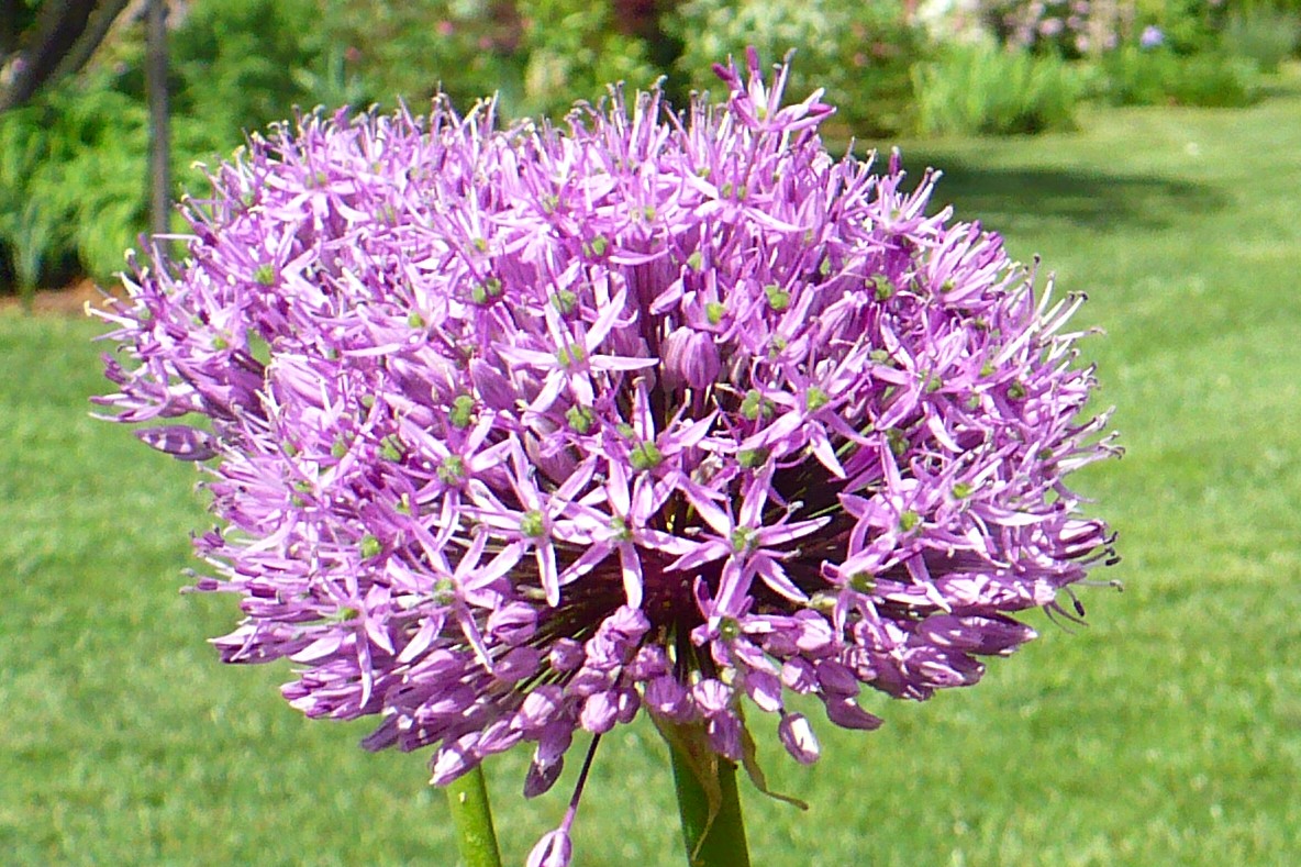 Flowers and Nature in my Garden: Allium Flowers and Nature in my Garden: Allium