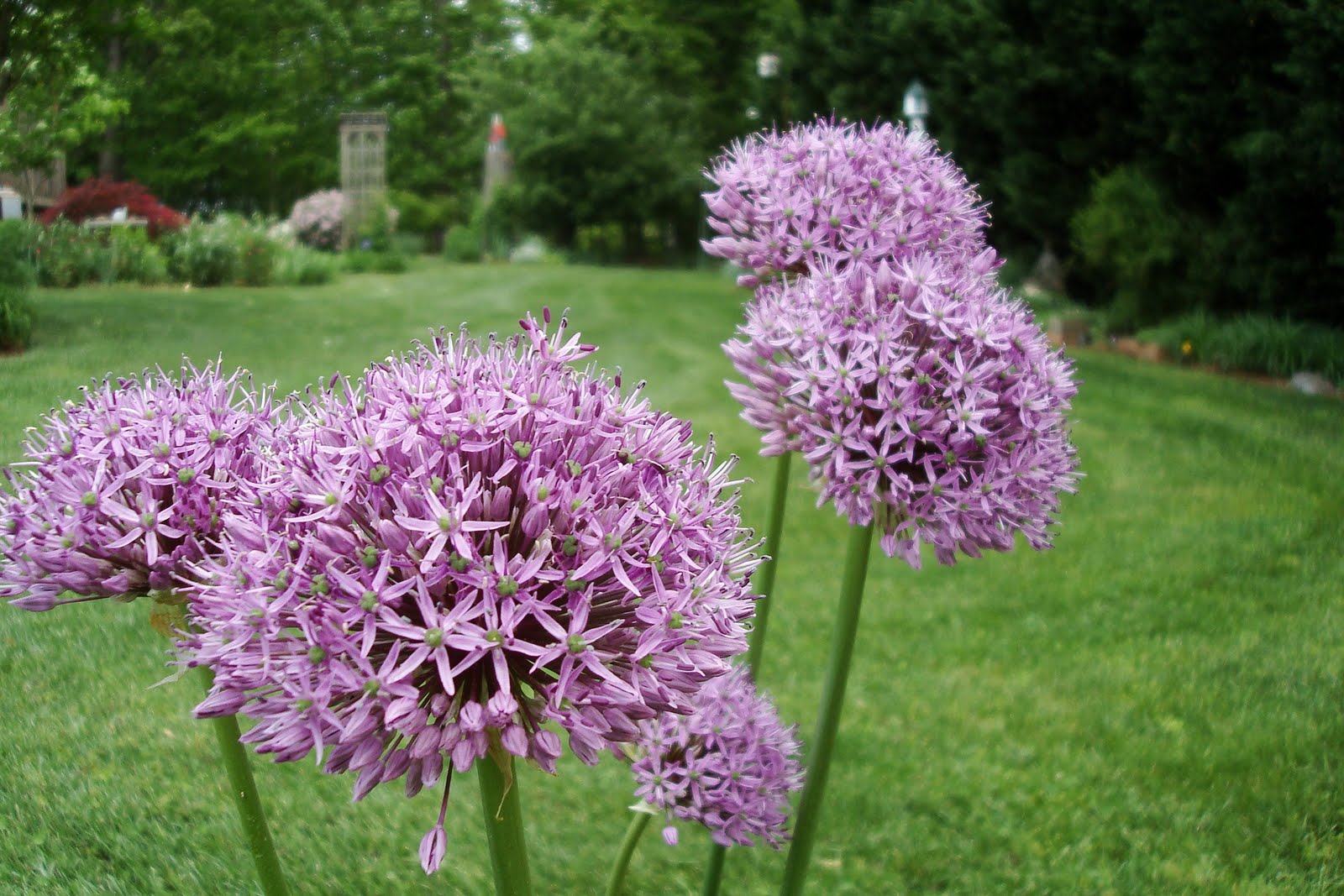 Flowers and Nature in my Garden: Allium Flowers and Nature in my Garden: Allium