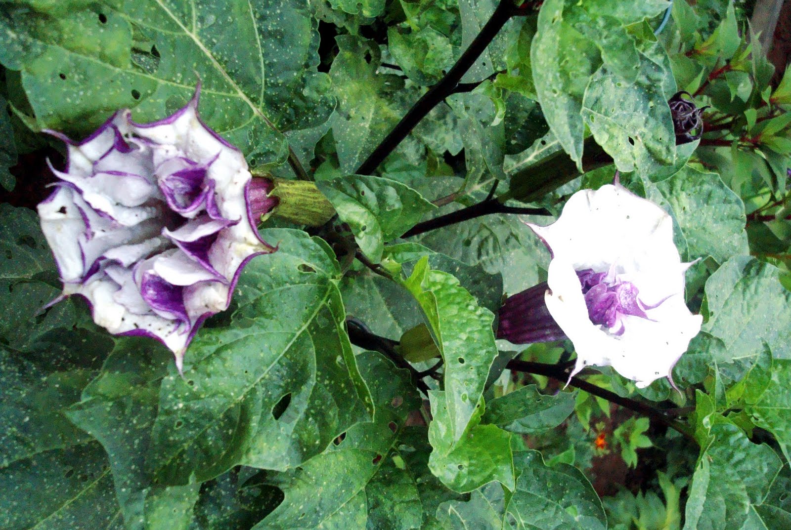 Flowers and Nature in my Garden: Angel's Trumpet