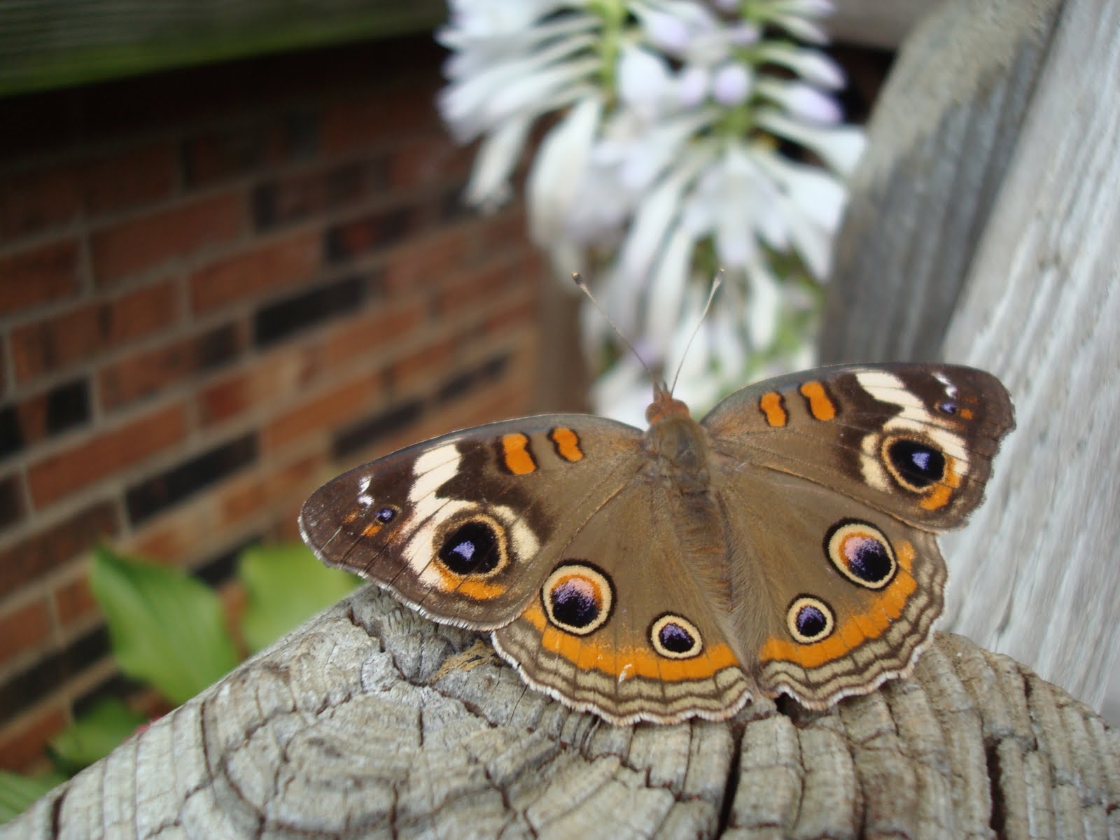 Flowers and Nature in my Garden: Buckeye Moth