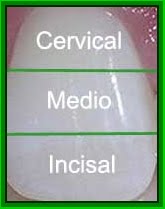 Clasificación de los Dientes ~ Auxiliar de Odontología