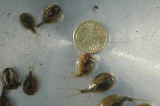 Pure Ocean: Triops??? Cari tahu lebih lanjut yuuk :D