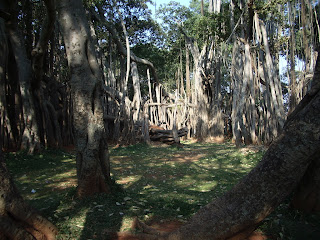 Ashwini's Travel Tales: Big Banyan Tree, Ramohalli, Bangalore