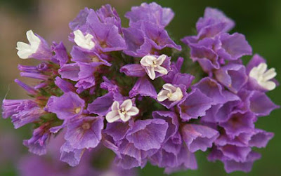 High Altitude Gardening: Sea Lavender
