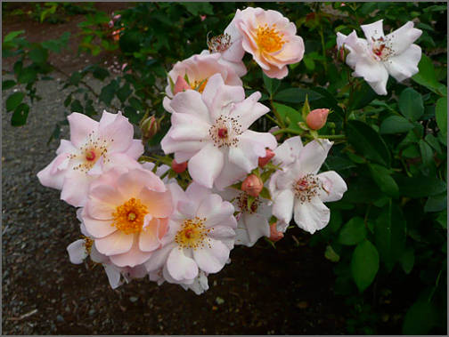 High Altitude Gardening: For the Love of Heirloom Roses