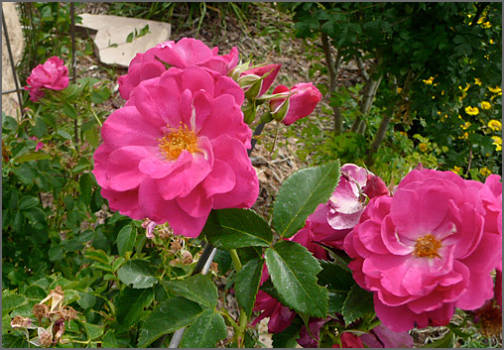 High Altitude Gardening: For the Love of Heirloom Roses