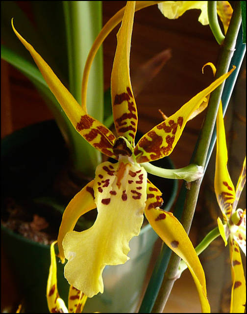 High Altitude Gardening: Red Butte Garden's Orchid Sale: Come to Mama!