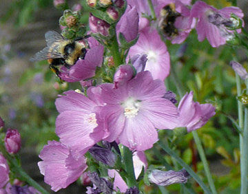 High Altitude Gardening: Malva: Miniature Hollyhocks