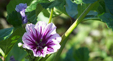 High Altitude Gardening: Malva: Miniature Hollyhocks