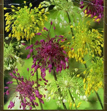 High Altitude Gardening: Firecracker Flower Bulbs