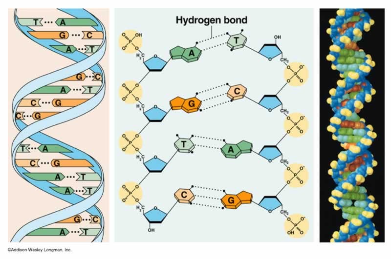BIOLOGIA: ESTRUCTURA DE NUCLEÓTIDOS