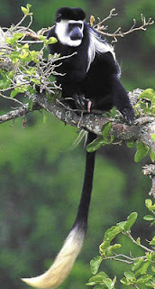 Global Warming Threatens Folivory Primates – Primatology.net