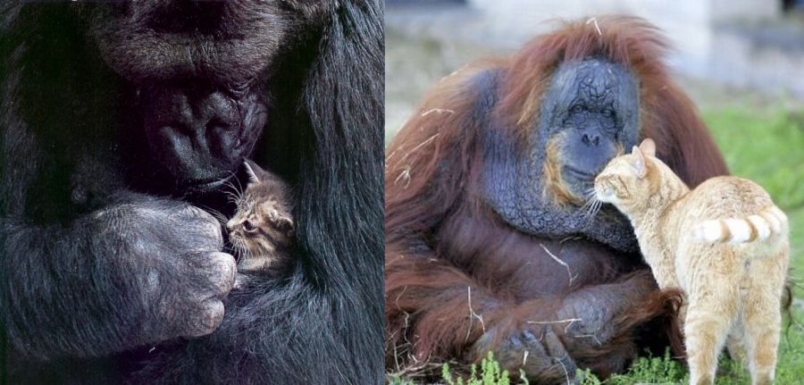 The Prancing Papio: Do animals keep pets?