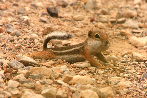 The Prancing Papio: Cheek Pouches: Cercopithecines' Arsenal for Global ...