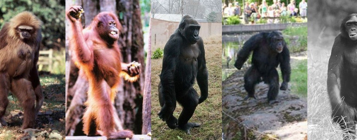 The Prancing Papio: Apes Walking Upright: That's Just How They Roll (or ...