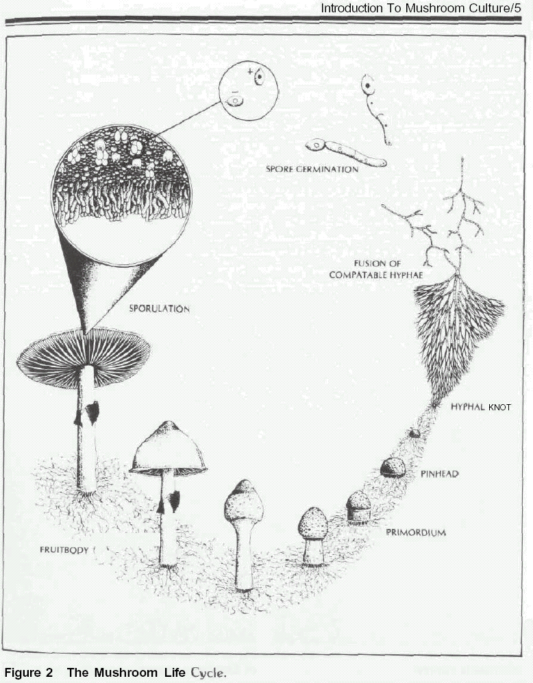 Ruben's Blogpage: Unit 6- Process 4: Growth of the Fungi into its Fruitbody